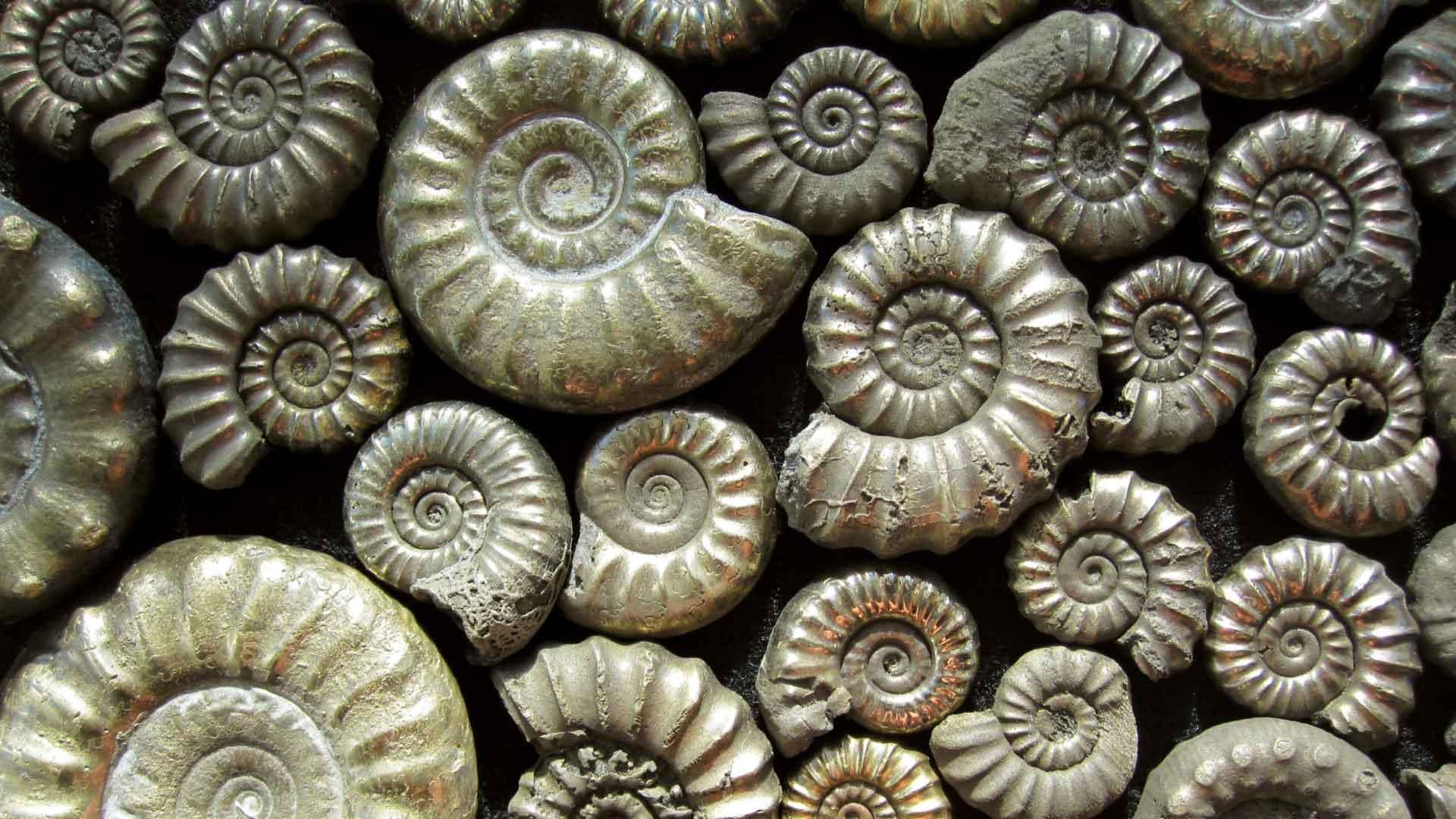 Evolution and Mass Extinction - University of Huddersfield